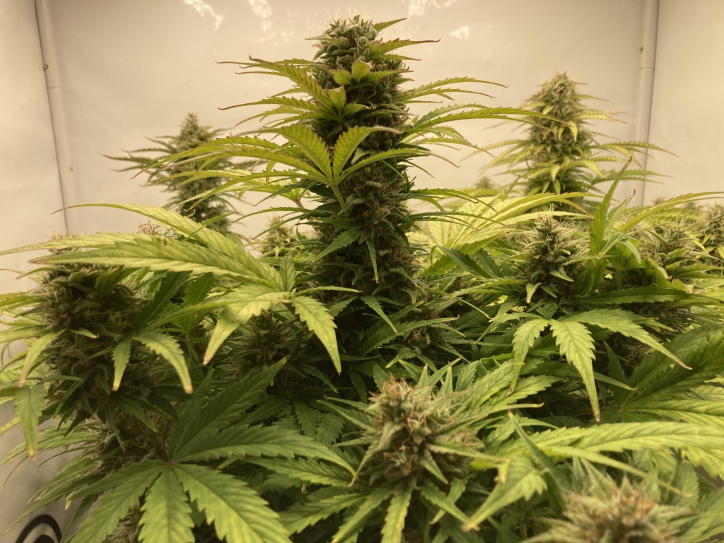 Hulk Berry Automatic Grow Report » inklusive Hanf Blüte Zeitraffer